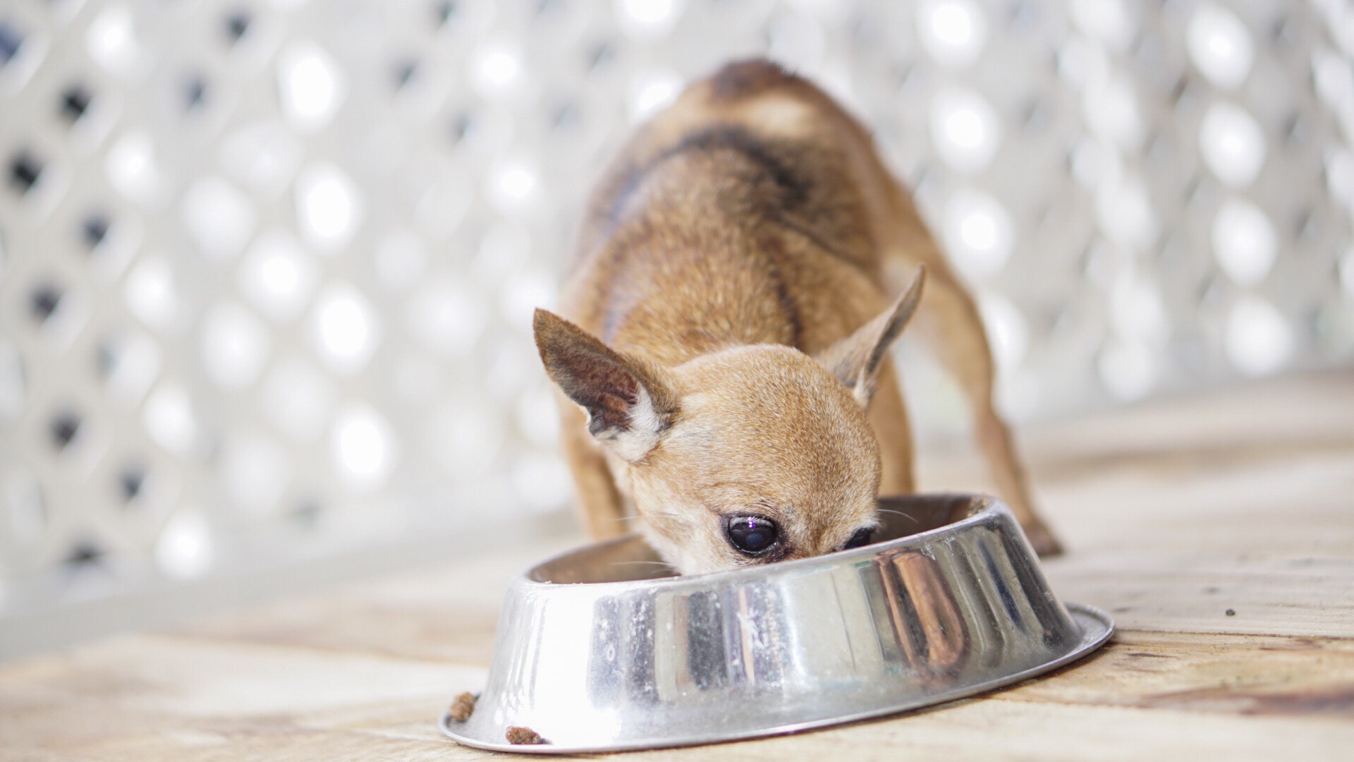 Guide to Make Your Pet Food at Home - Secret Menu